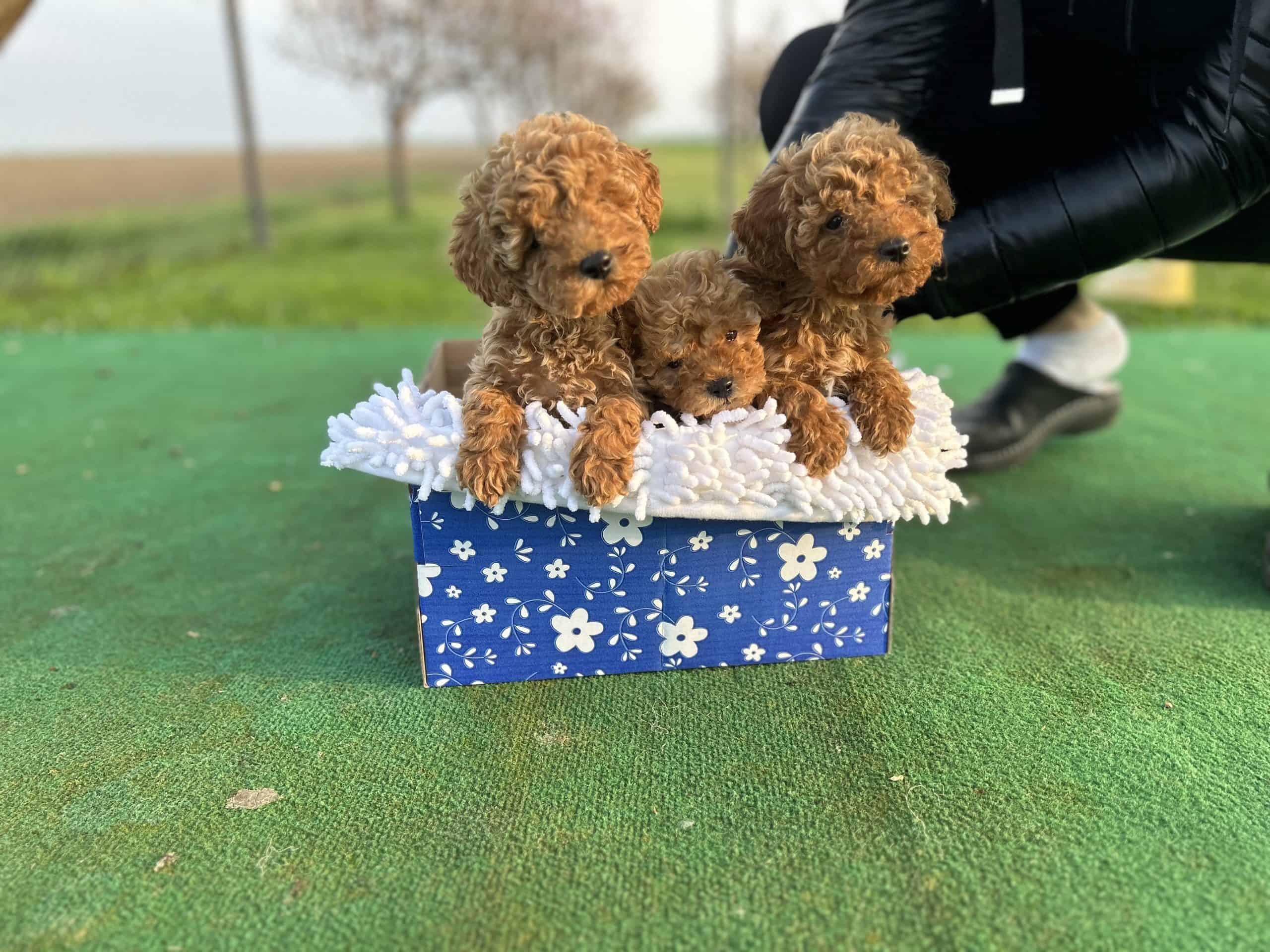 Toy Pudle - MyPets