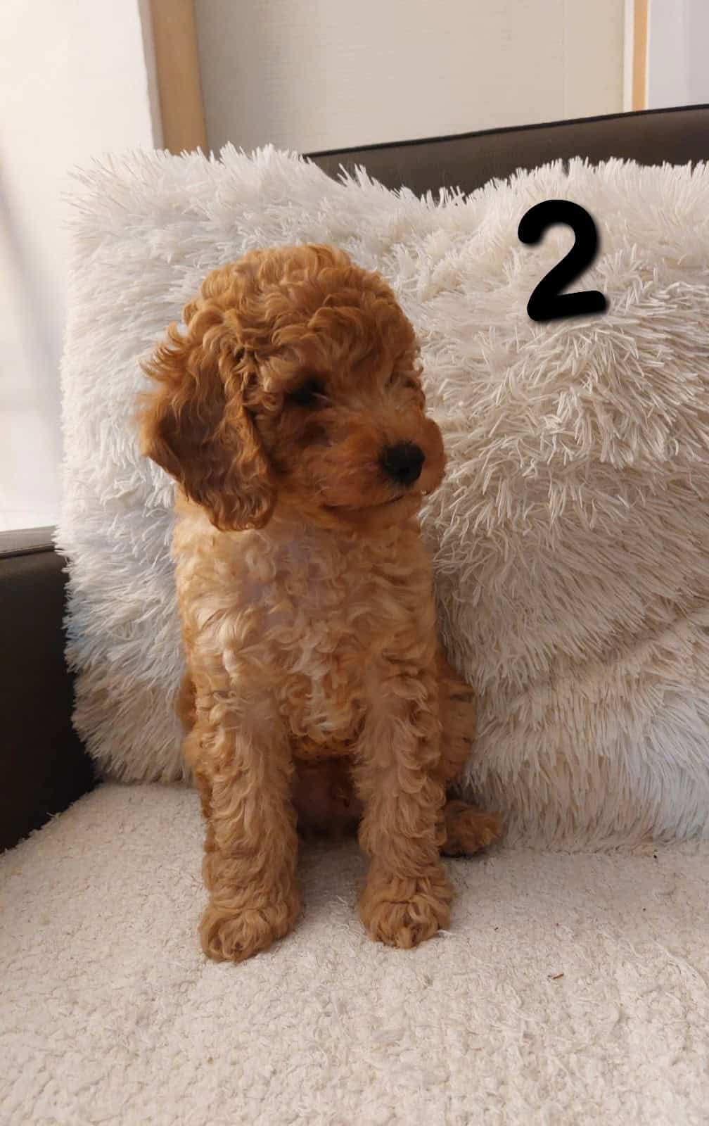 Toy/patuljaste crvene i aprikot pudle - MyPets