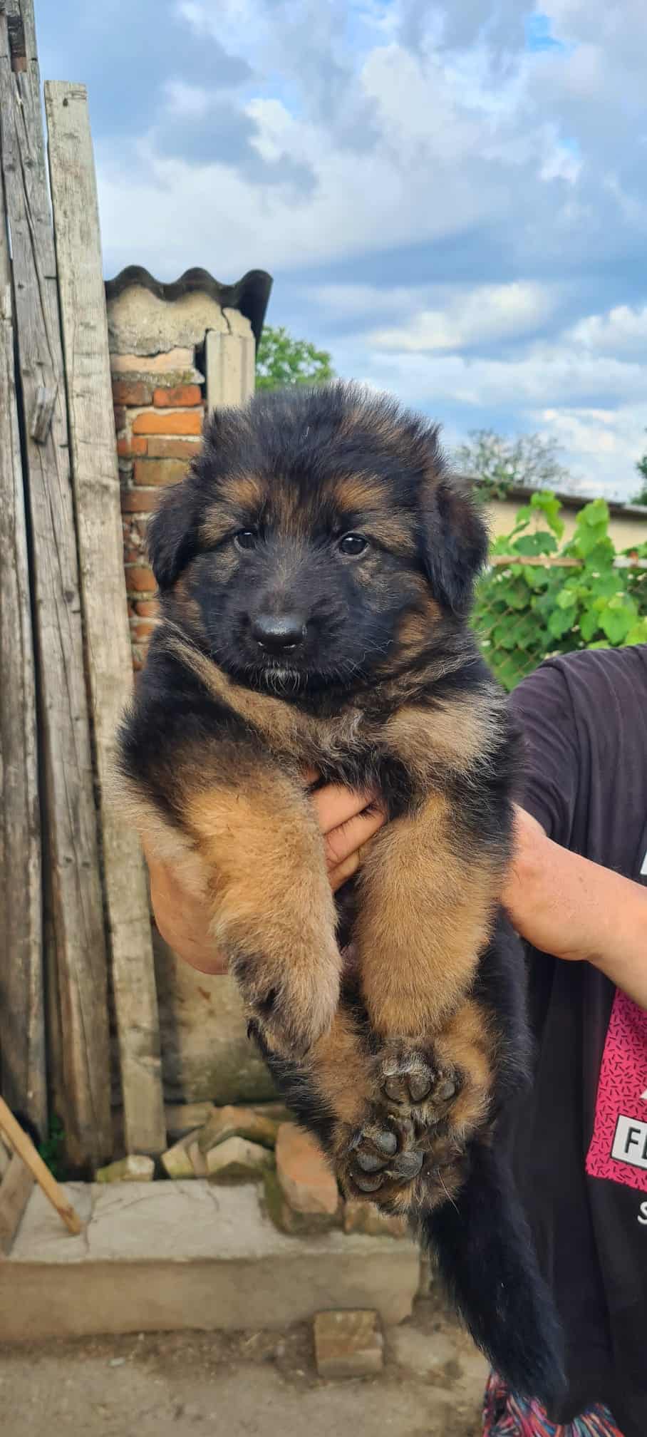 Nemacki ovcar stenad i odrasli psi - MyPets