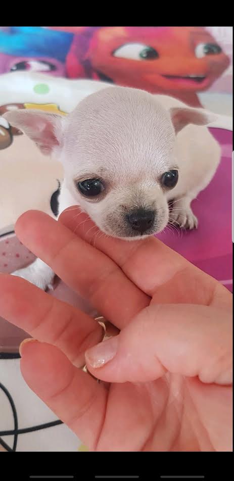 Princess mini civave - MyPets