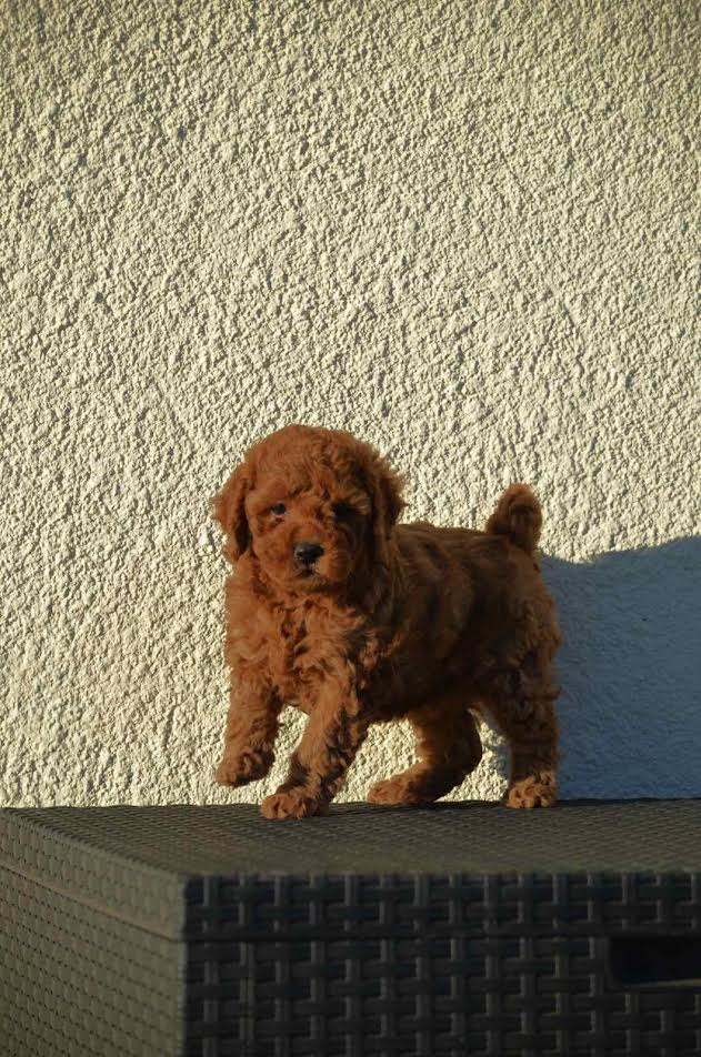 Mini pudle, crvene i aprikot boje - MyPets