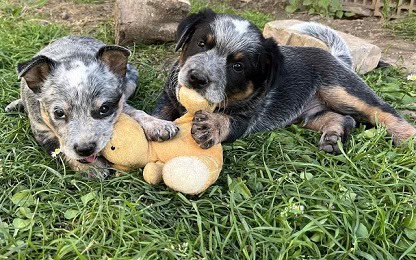 Australijski Govedar, štenci - MyPets