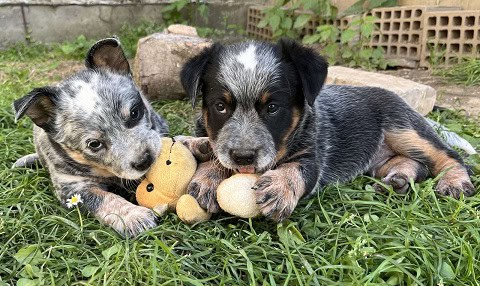 Australijski Govedar, štenci - MyPets