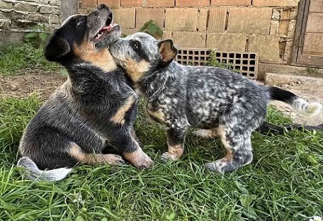 Australijski Govedar, štenci - MyPets