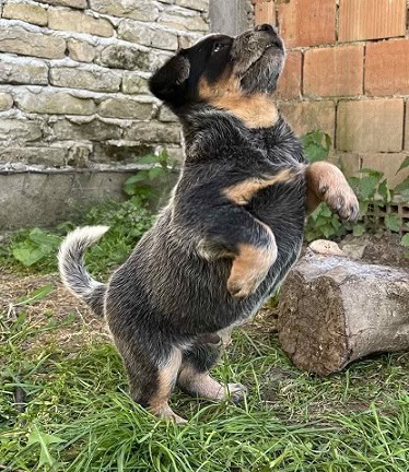 Australijski Govedar, štenci - MyPets