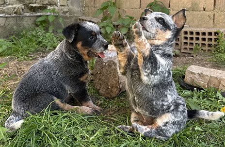 Australijski Govedar, štenci - MyPets
