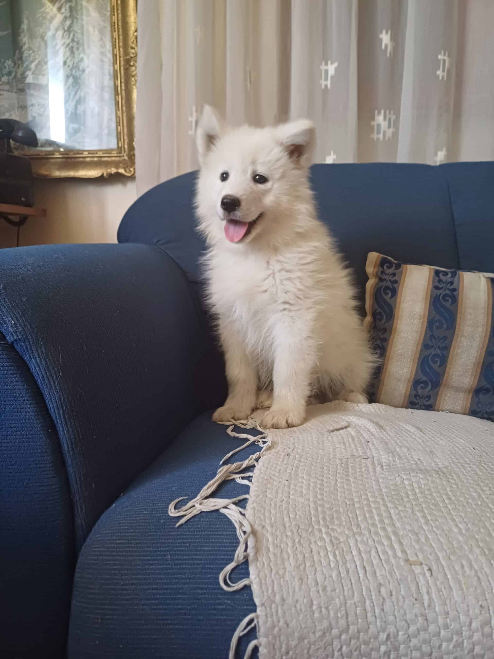 Samojed stenci - MyPets