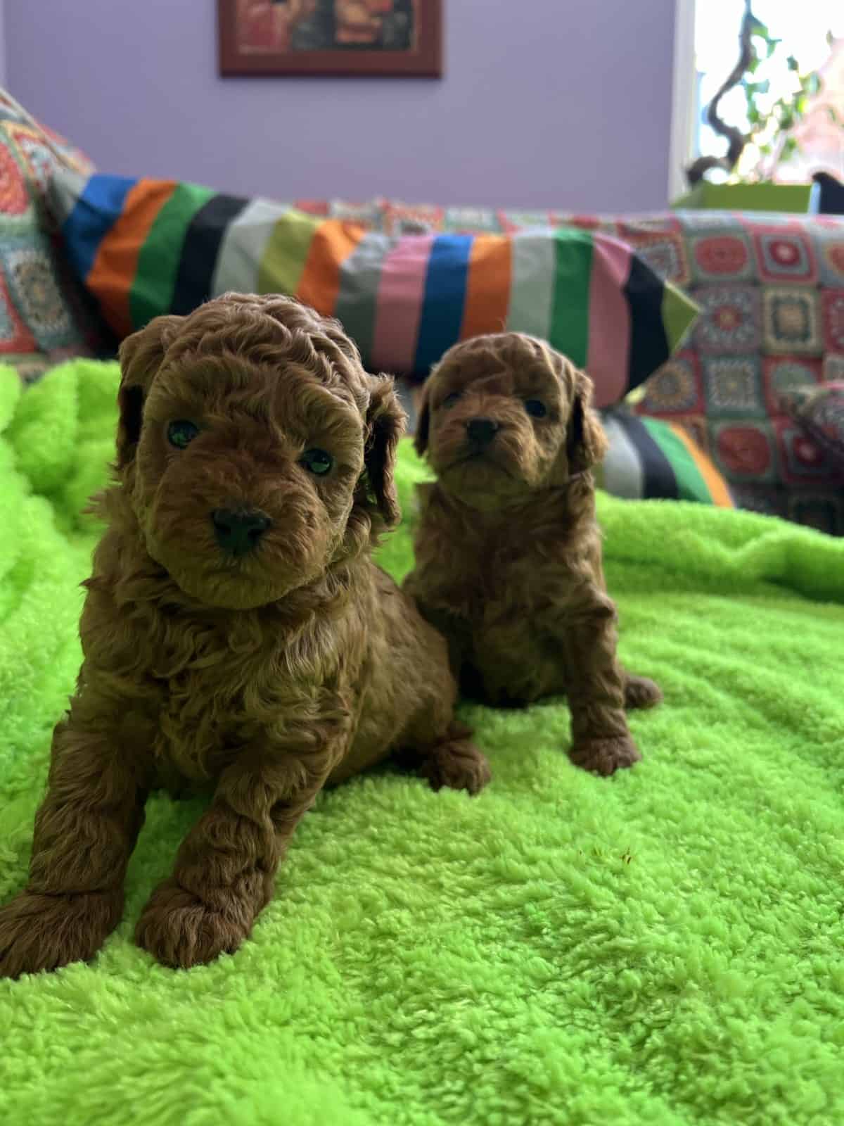 Prelepe Toy Pudle stenci - MyPets