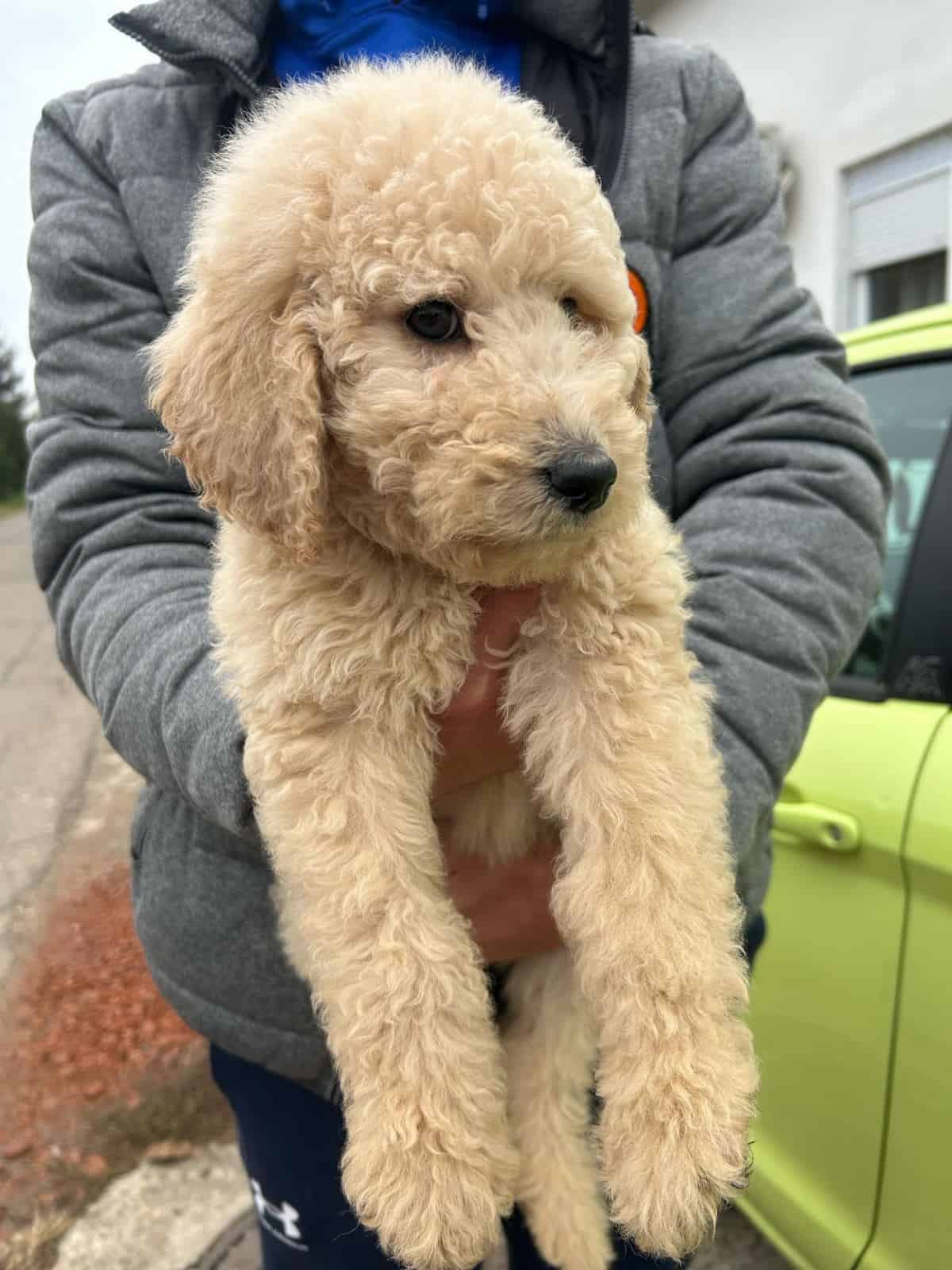 Standard Kraljevska Pudla štenci - MyPets