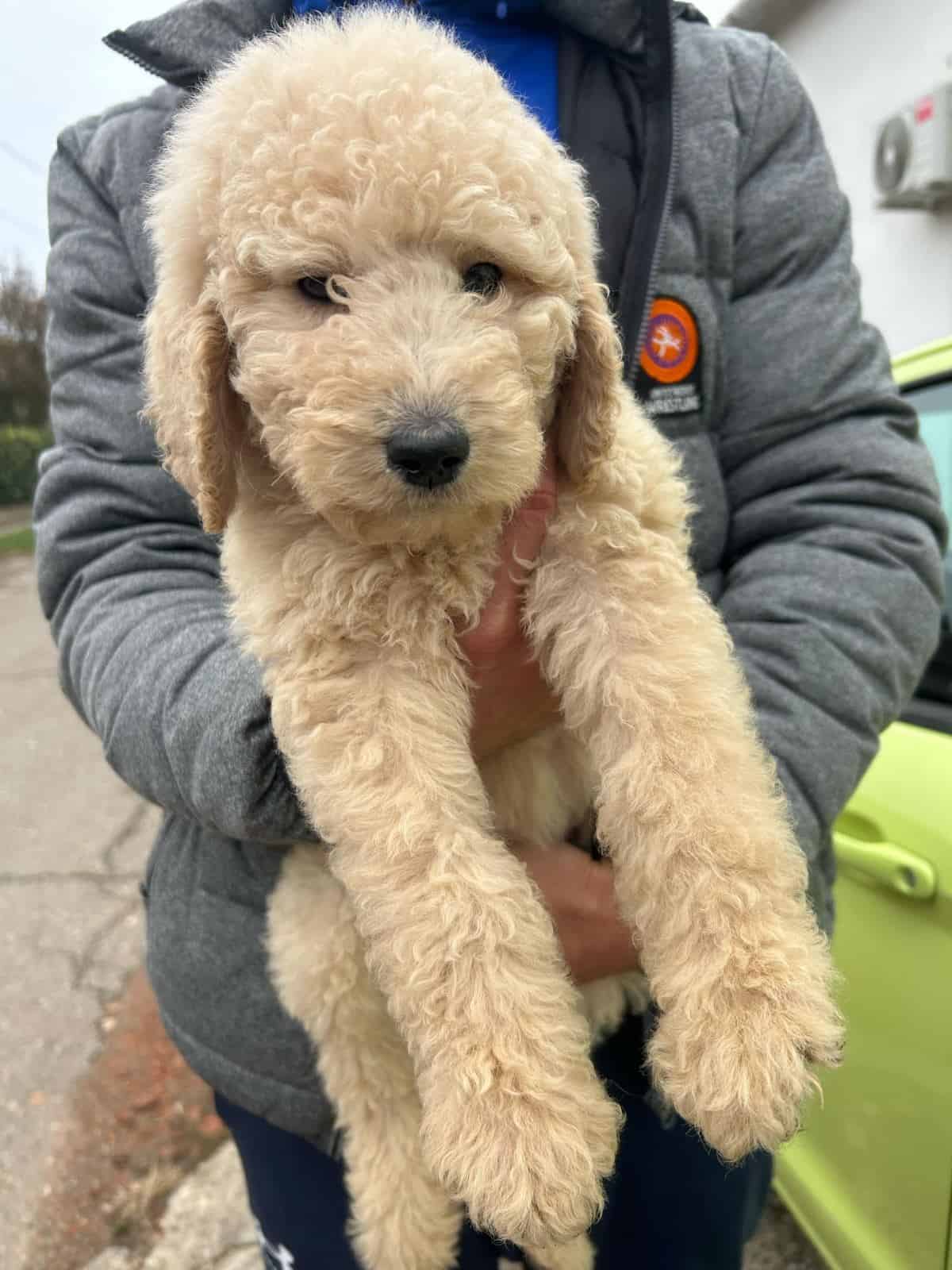 Standard Kraljevska Pudla štenci - MyPets