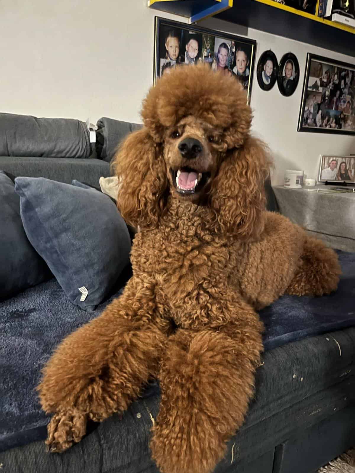Standard Kraljevska Pudla štenci - MyPets