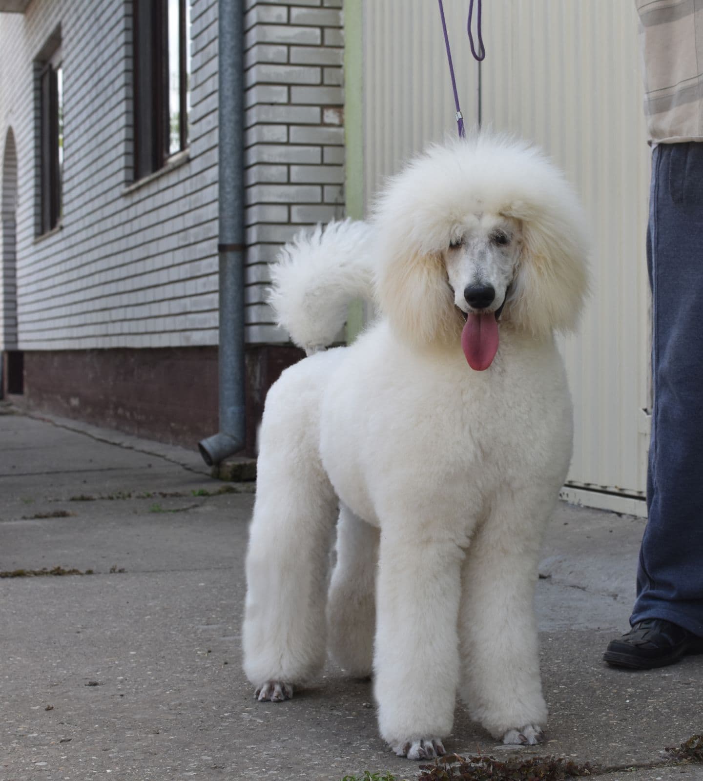 Standard Kraljevska Pudla štenci - MyPets