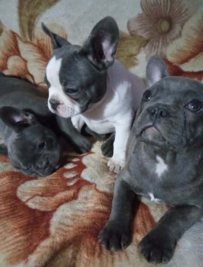 Francuski buldog , plavi štenci - MyPets
