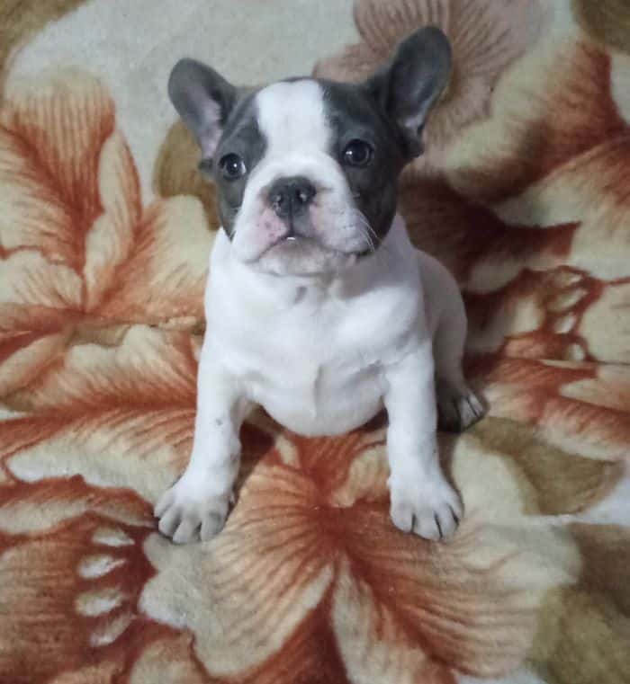 Francuski buldog , plavi štenci - MyPets