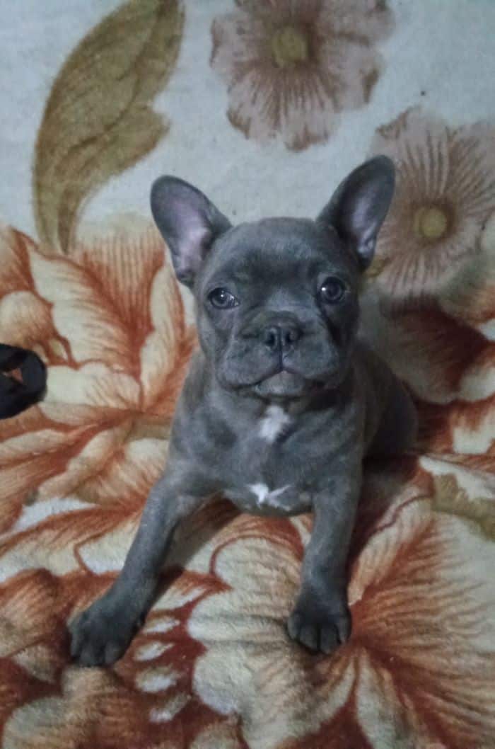 Francuski buldog , plavi štenci - MyPets