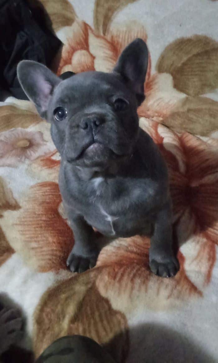 Francuski buldog , plavi štenci - MyPets