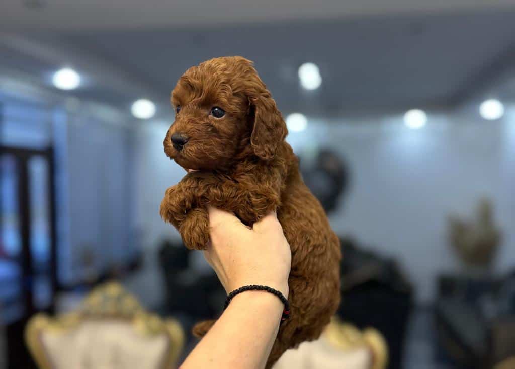 Toy i Mini Pudle stenci - MyPets