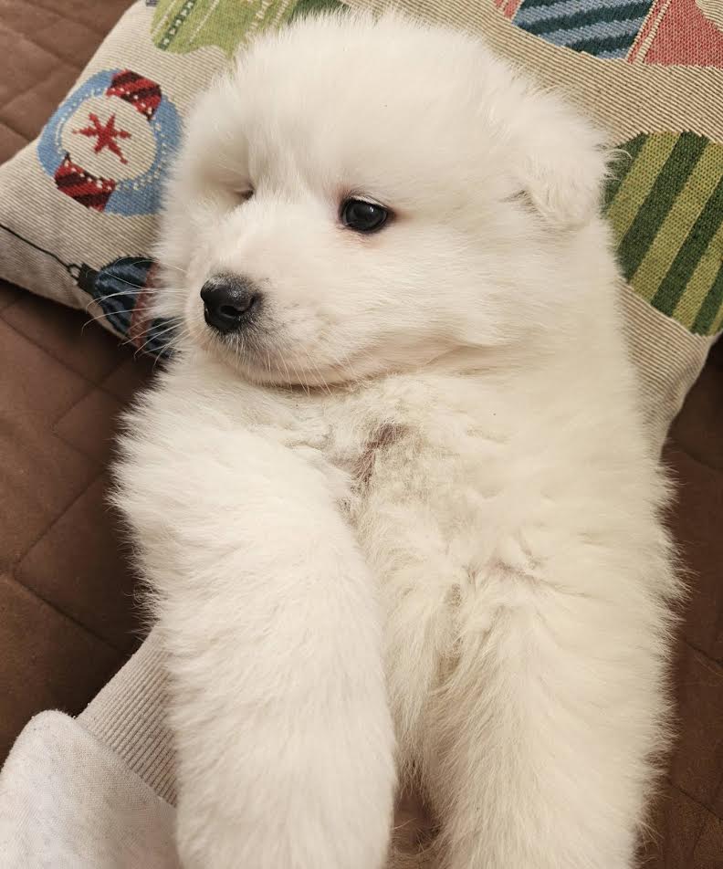 Samojed - MyPets