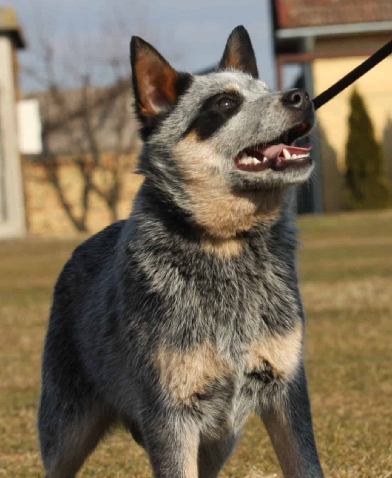 Australijski govedar štenci - MyPets