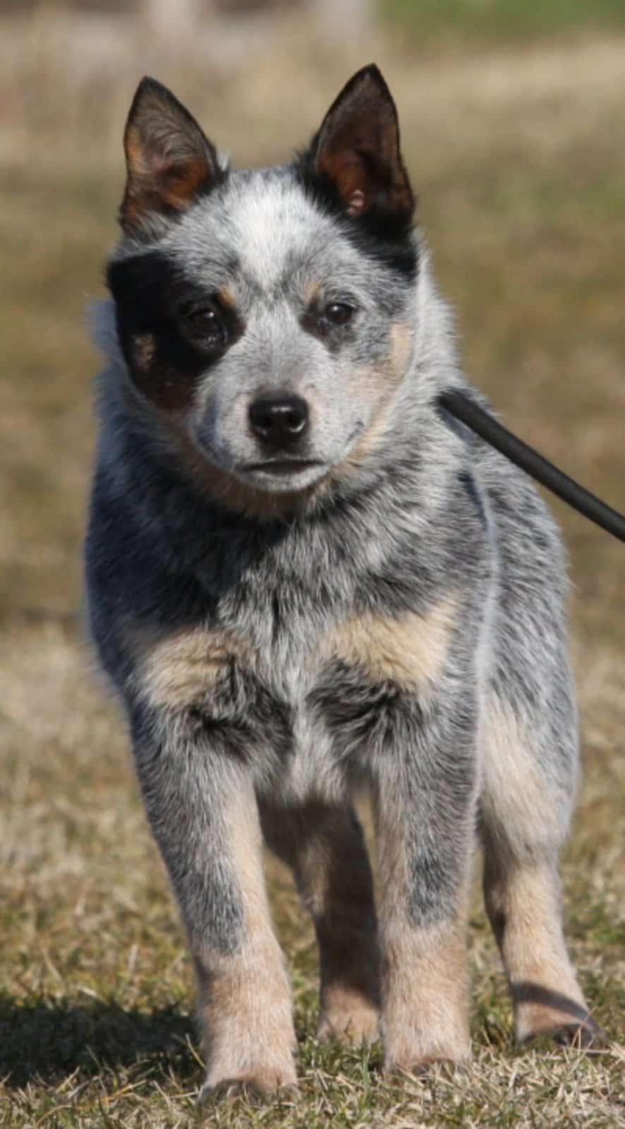 Australijski govedar štenci - MyPets