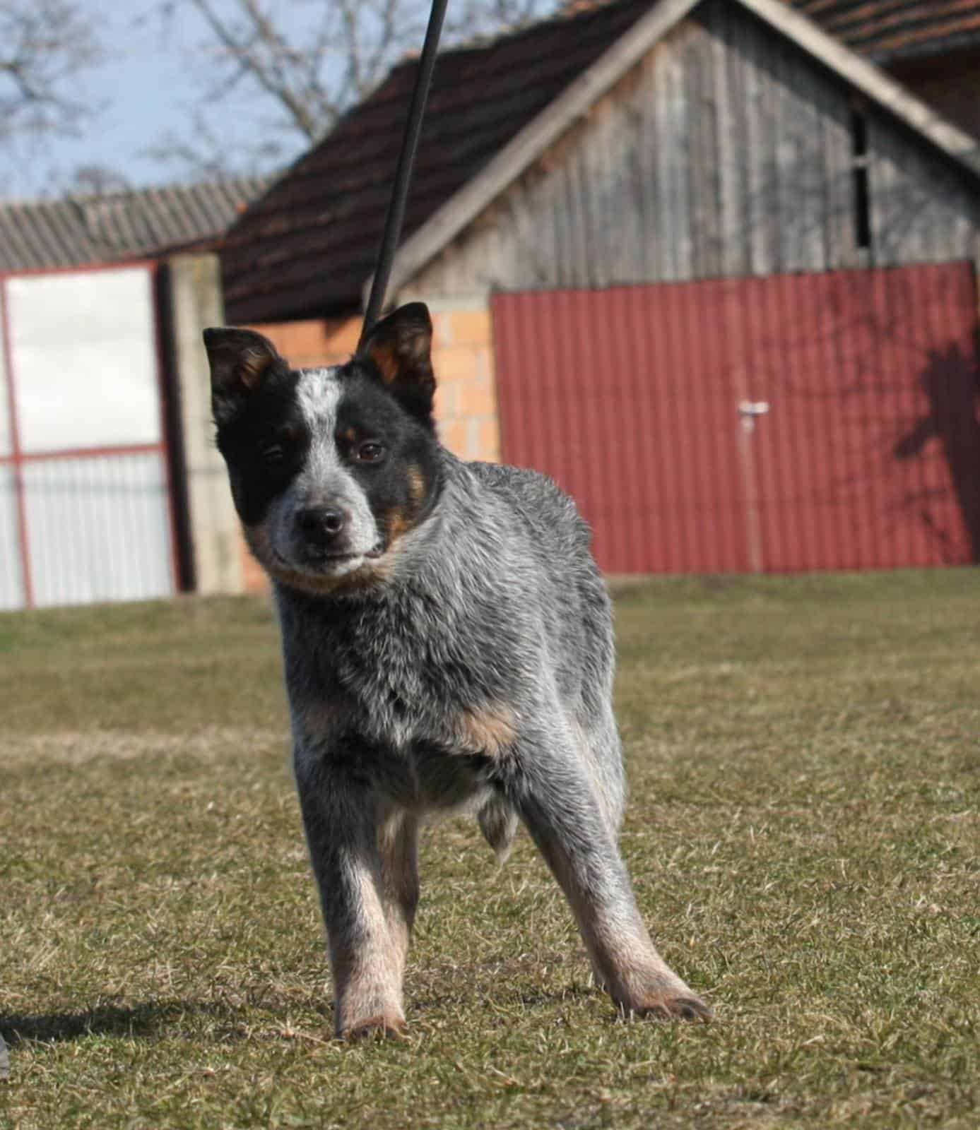 Australijski govedar štenci - MyPets