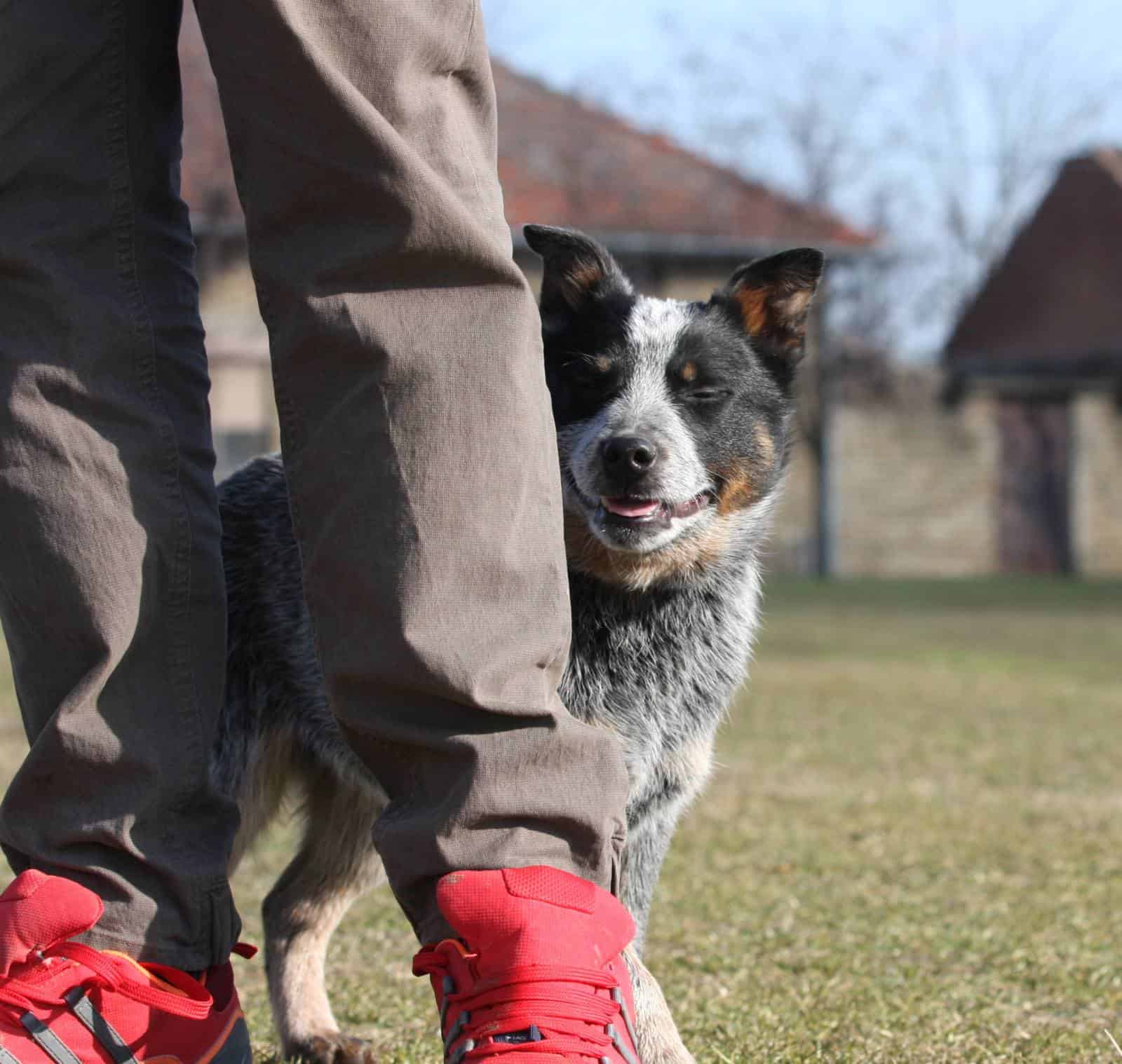 Australijski govedar štenci - MyPets