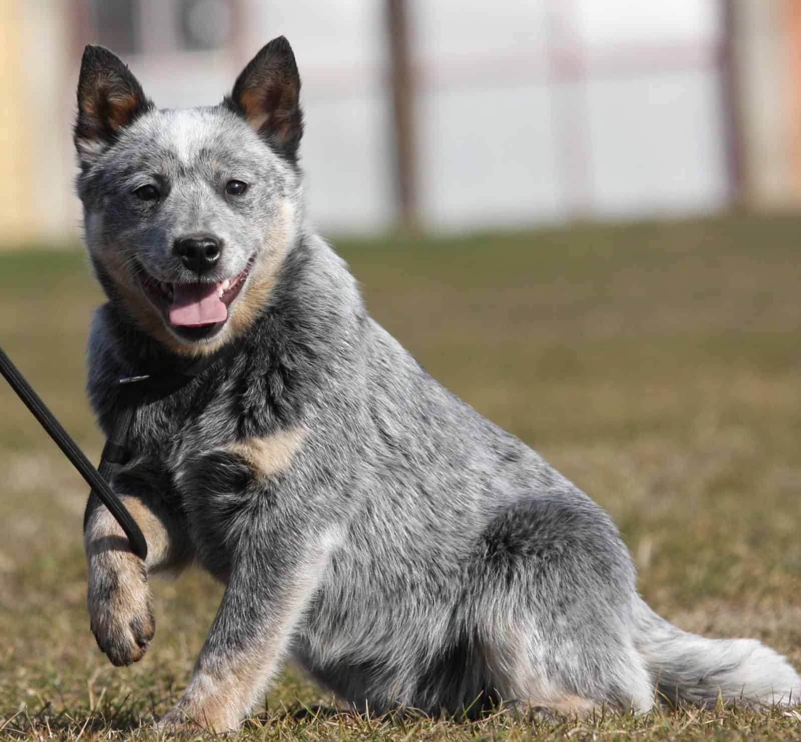 Australijski govedar štenci - MyPets
