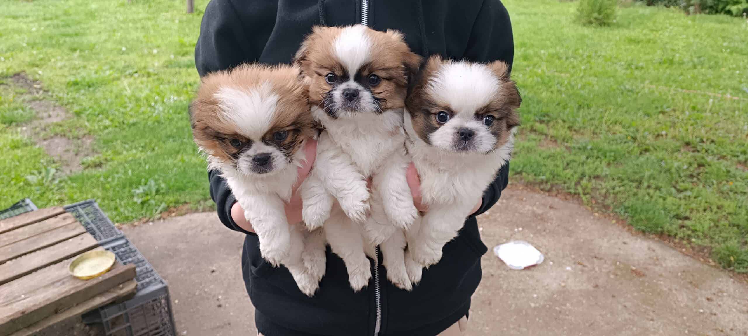 Pekinezer štenci - MyPets
