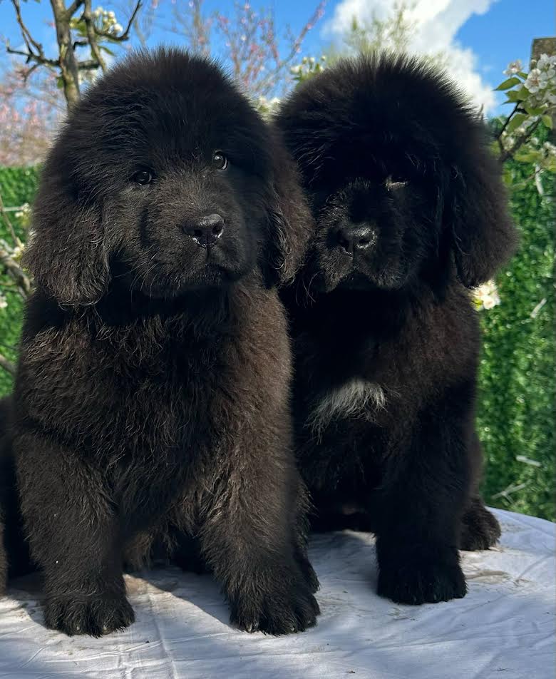 Ženke njufaundlenda - MyPets