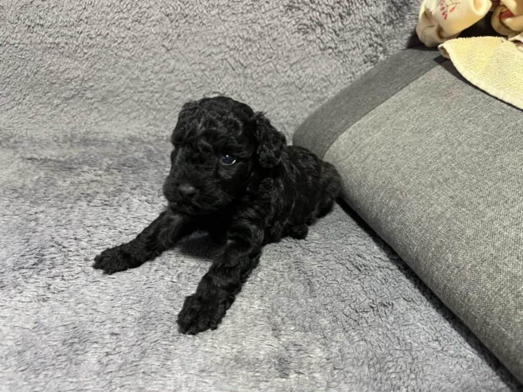 Mini Pudle prelepi štenci - MyPets