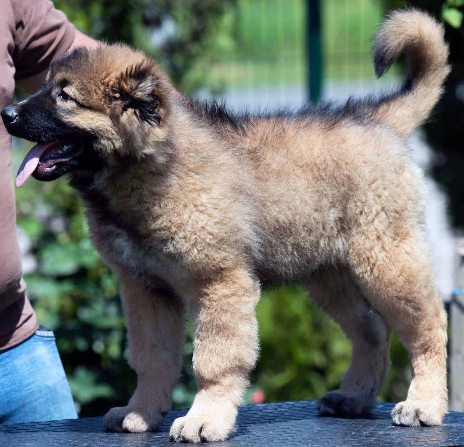 Kavkaski ovčar prelepi štenci - MyPets