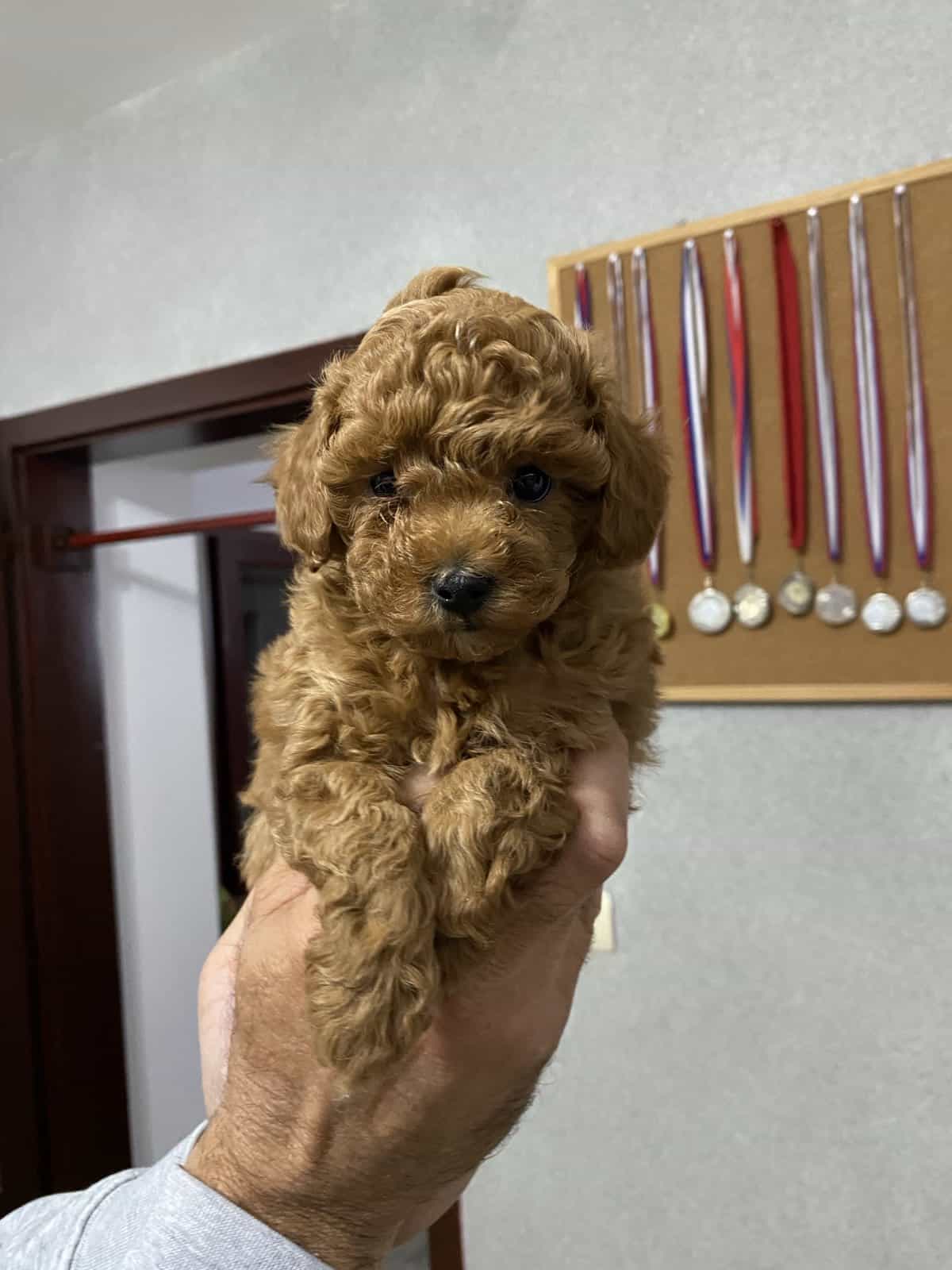Crvena Patuljasta Pudla štenci - MyPets
