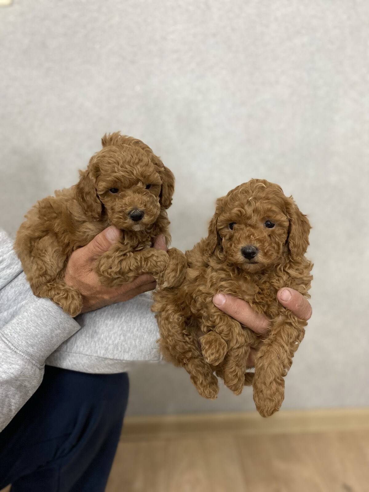 Crvena Patuljasta Pudla štenci - MyPets