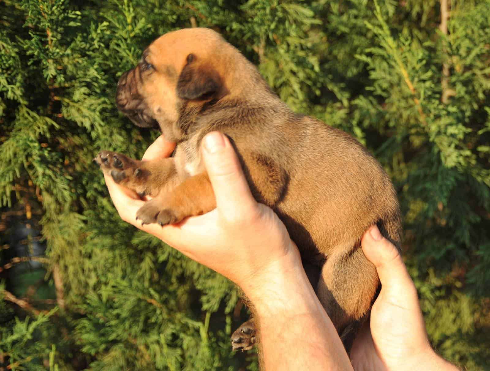 Južnoafrički mastif - Boerboel štenci - MyPets