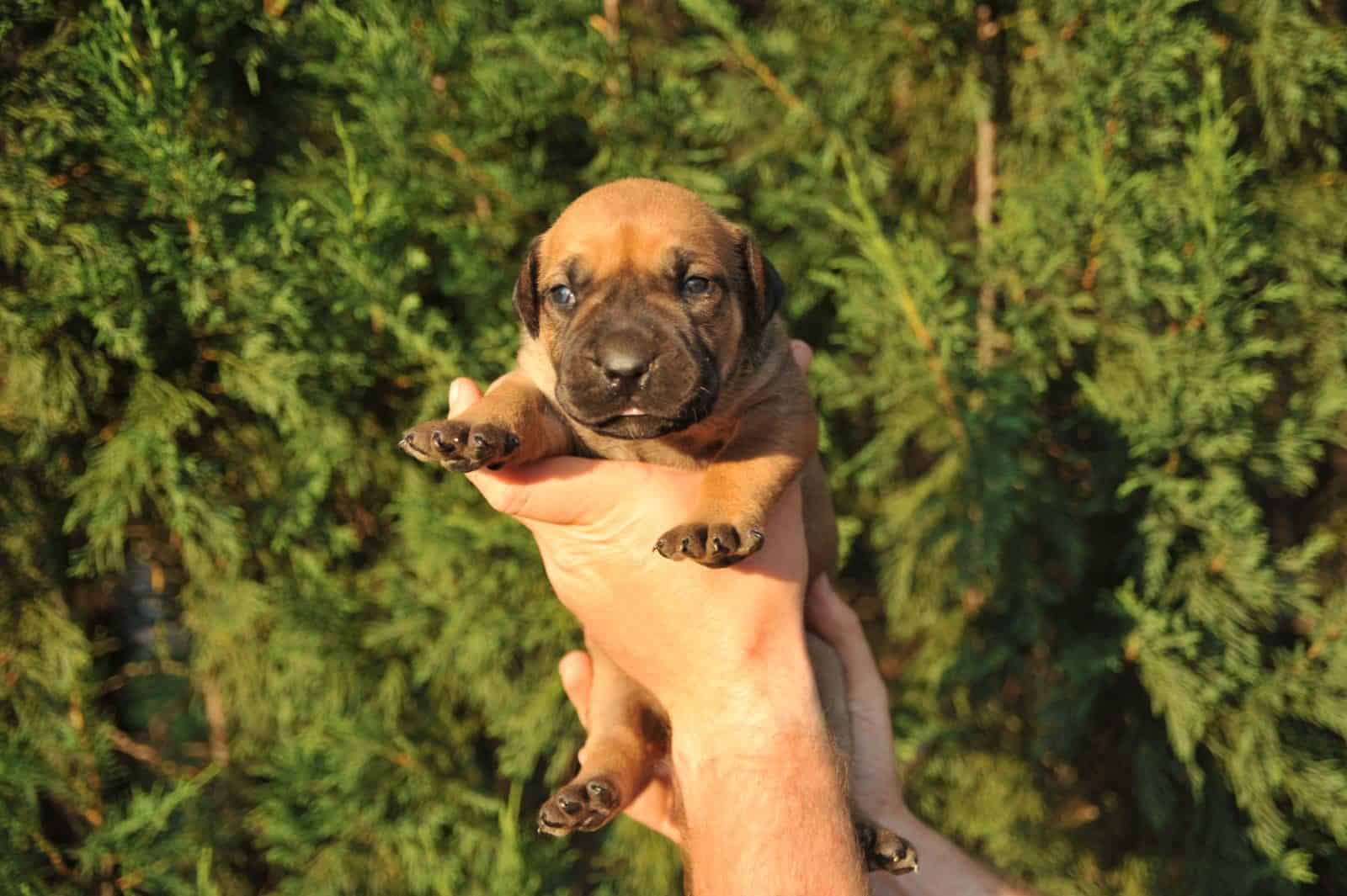 Južnoafrički mastif - Boerboel štenci - MyPets
