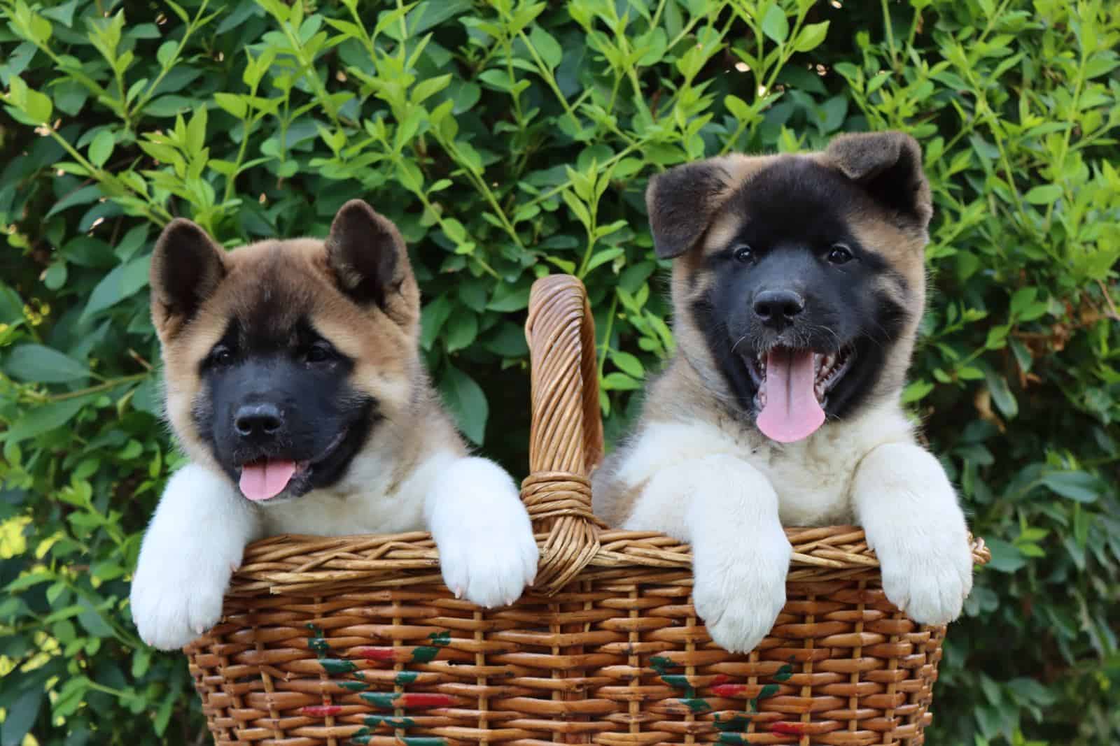 Americka Akita stenci - MyPets