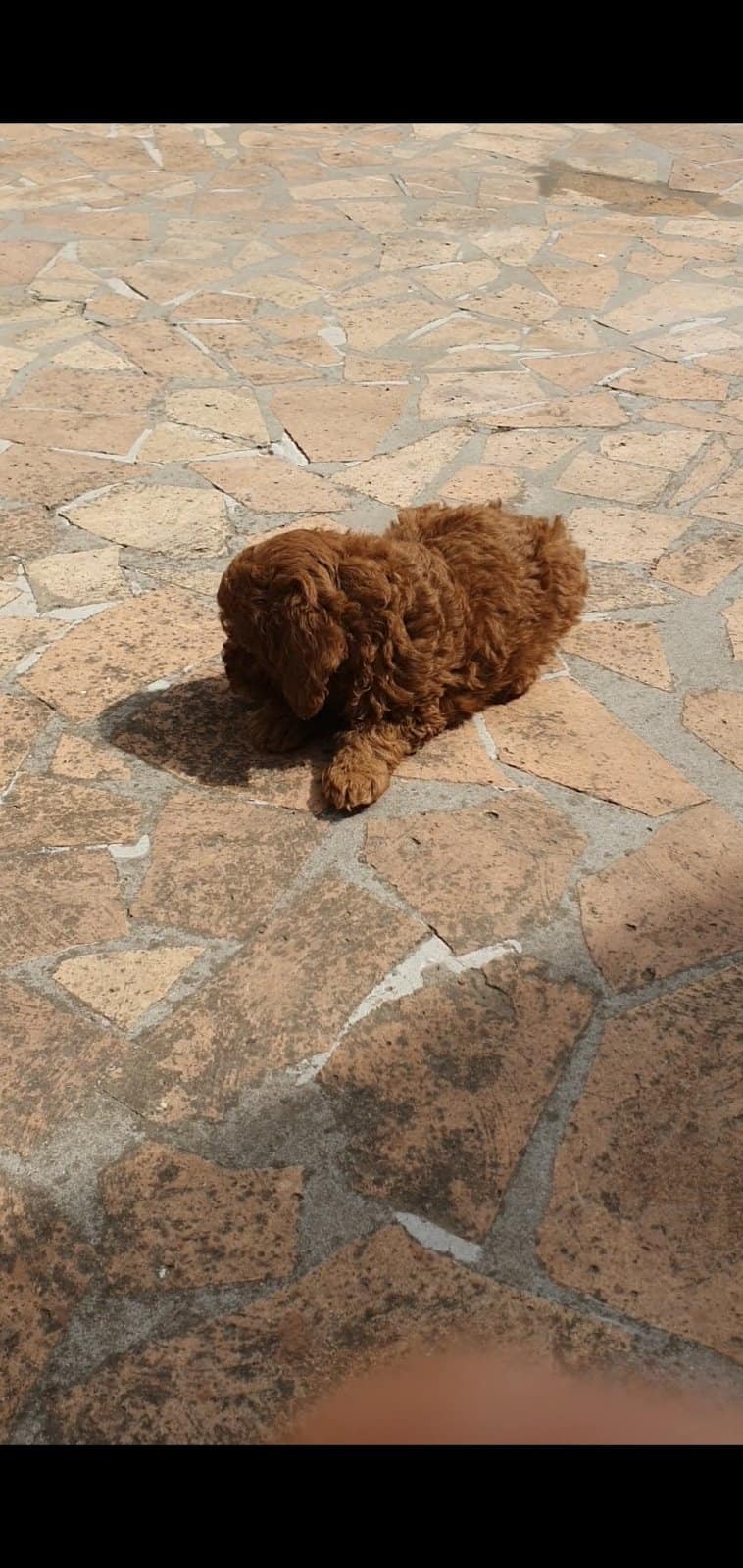 Toy/mini crvene pudle - MyPets