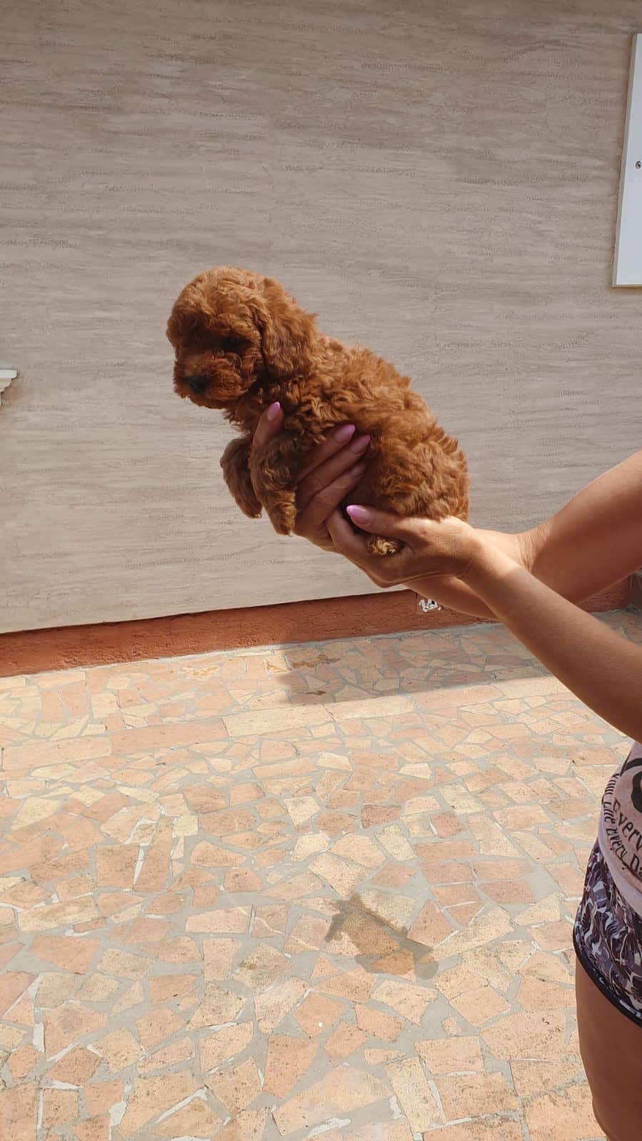 Toy/mini crvene pudle - MyPets