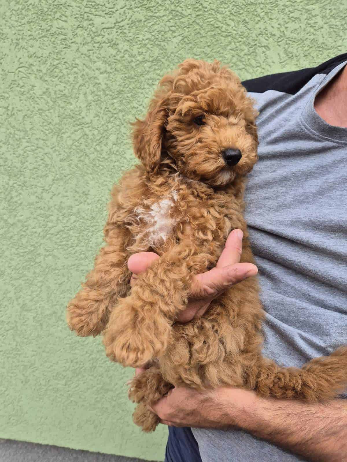 Crvene mini pudle - MyPets