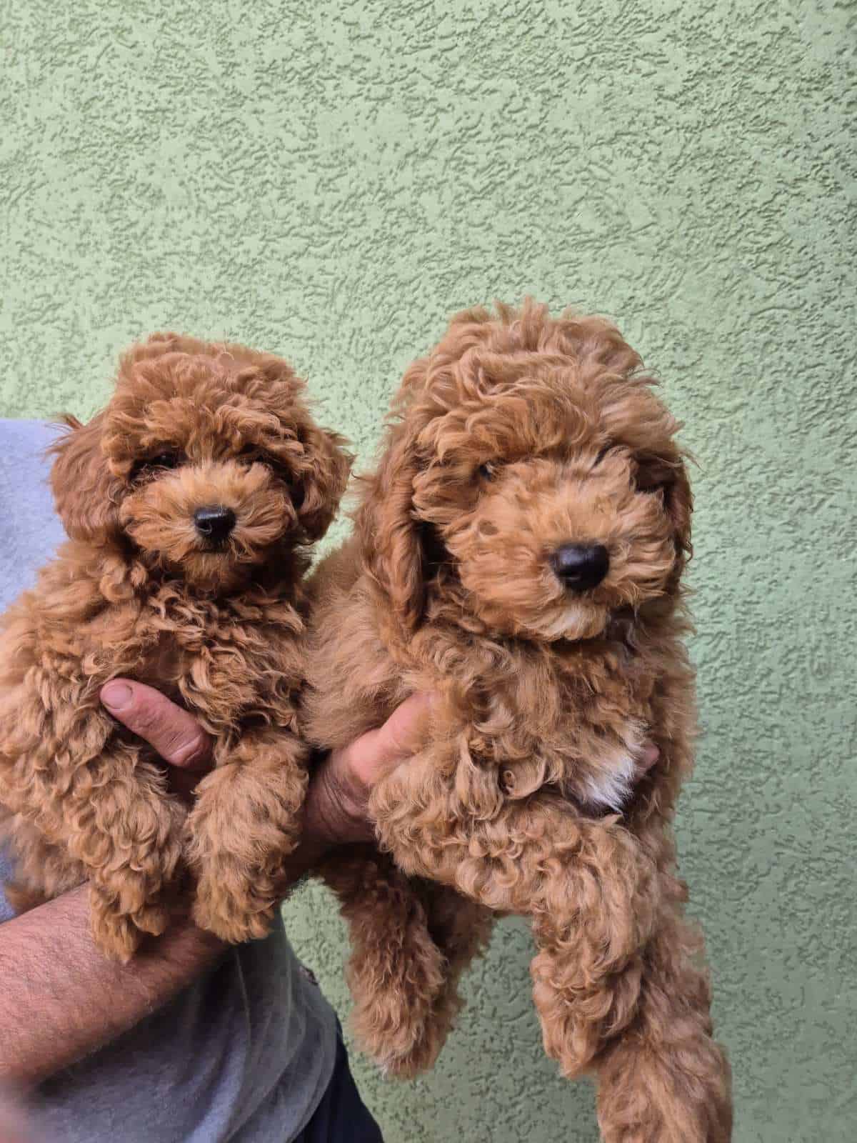 Crvene mini pudle - MyPets