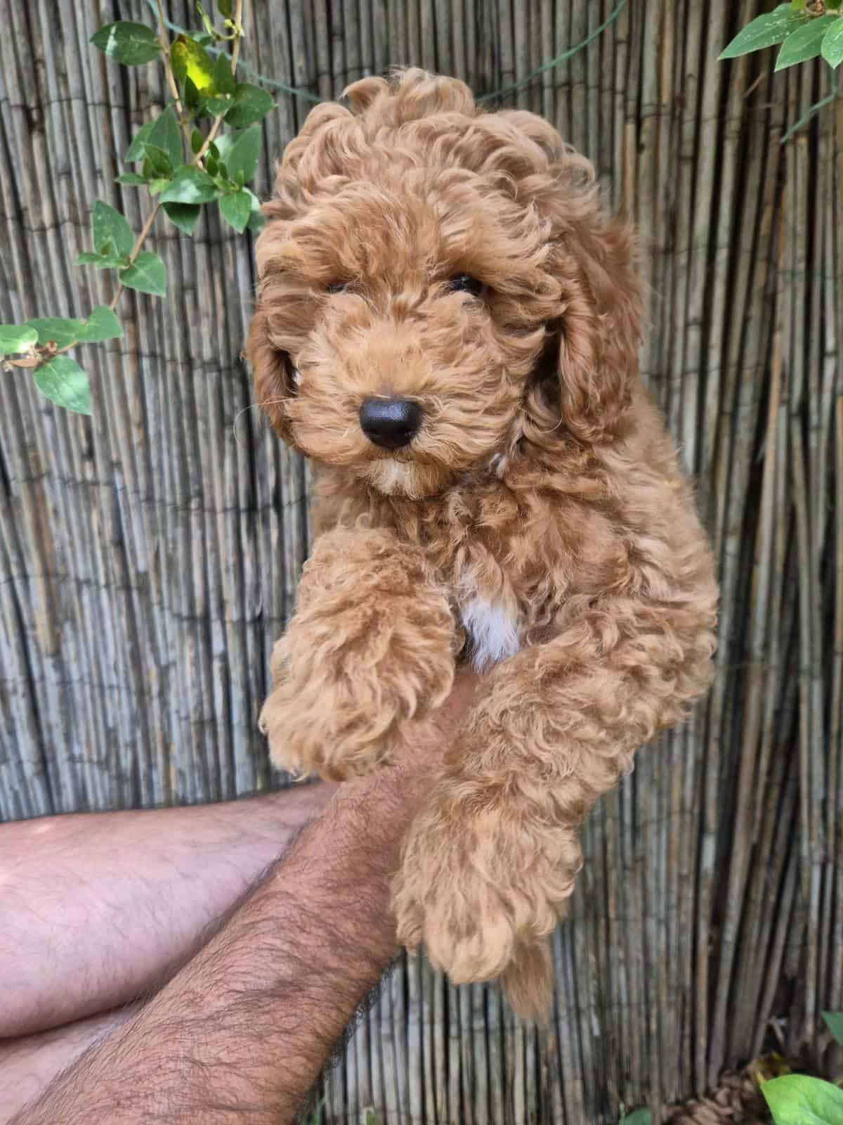 Crvene mini pudle - MyPets