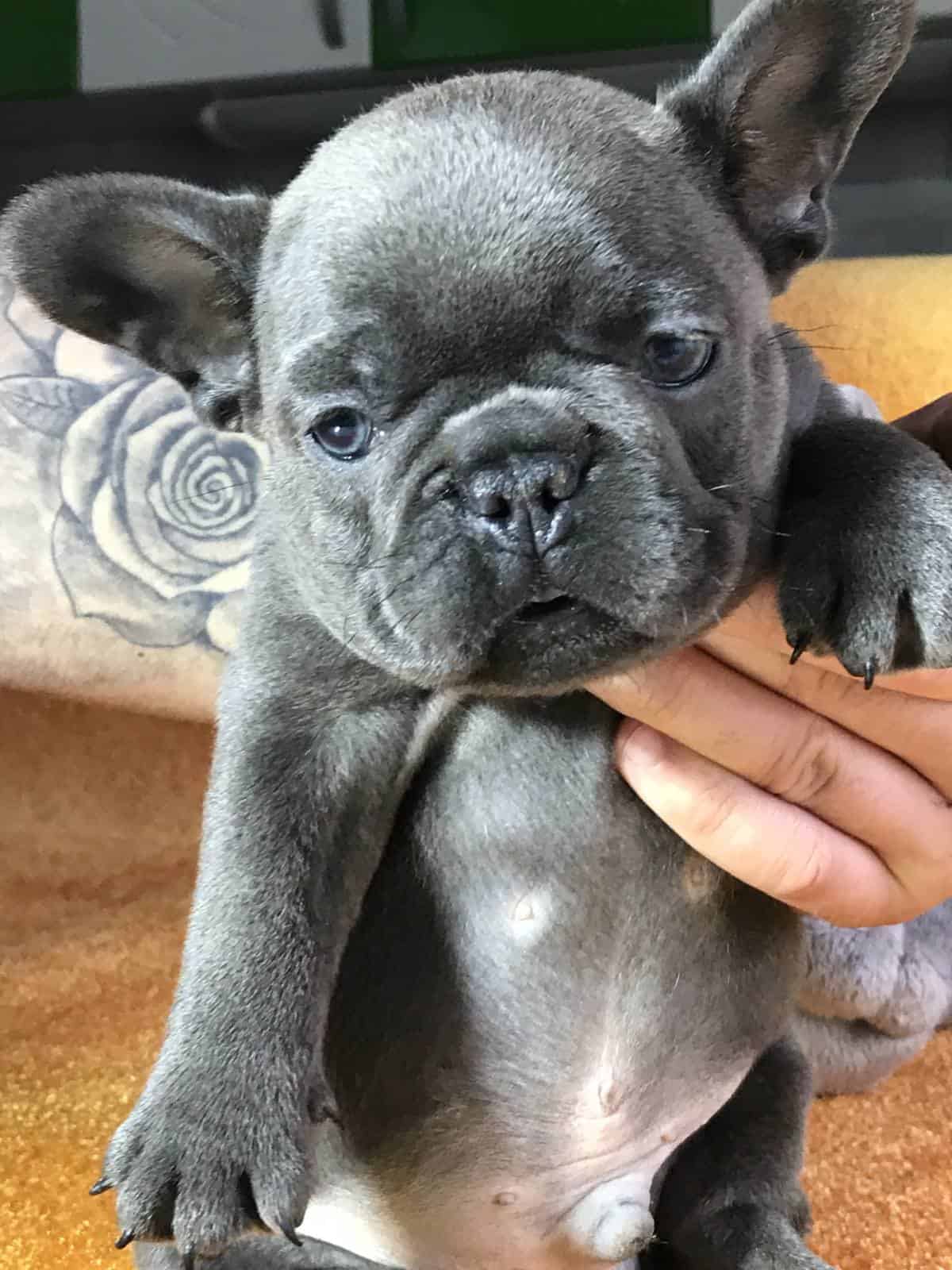 Francuski buldog plavi sivi - MyPets