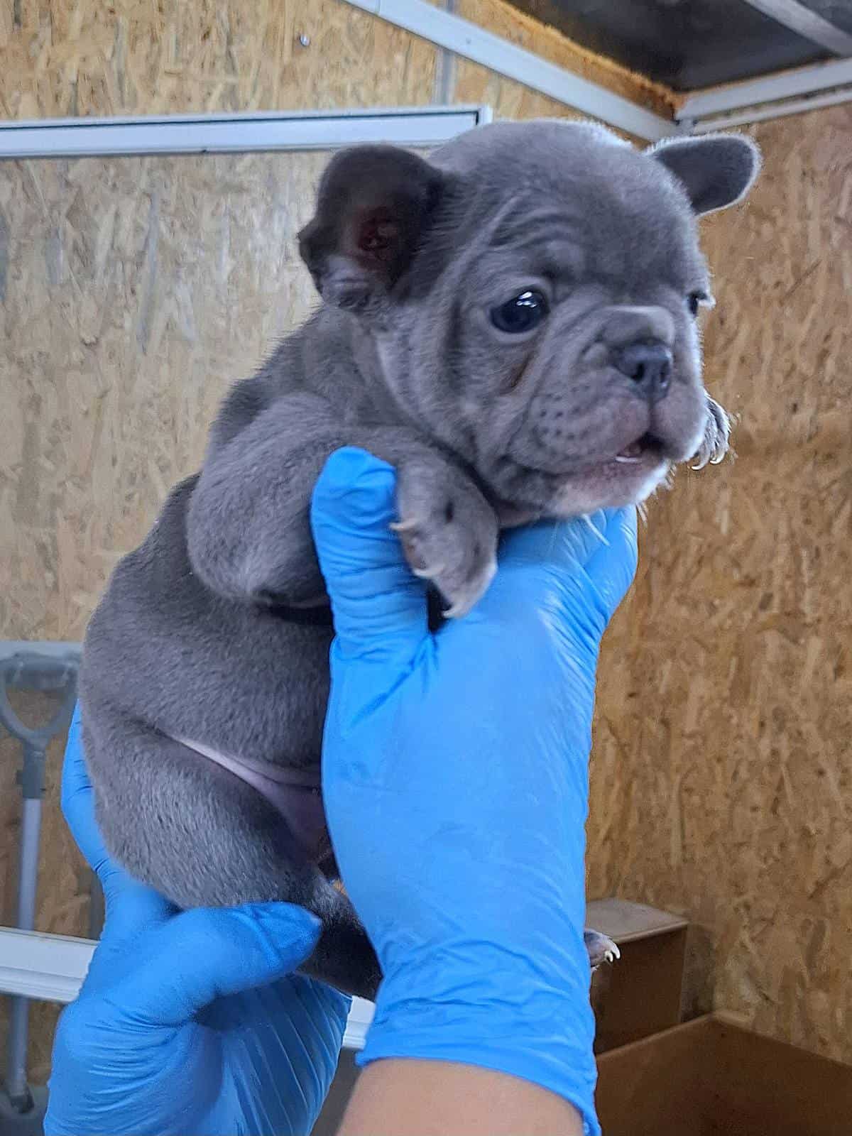 Francuski buldog plavi sivi - MyPets