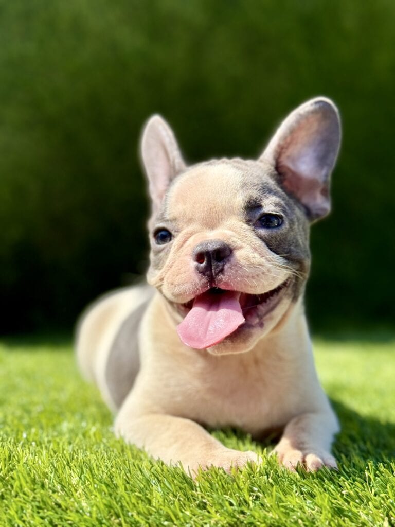 Francuski buldog plavi štenci - MyPets