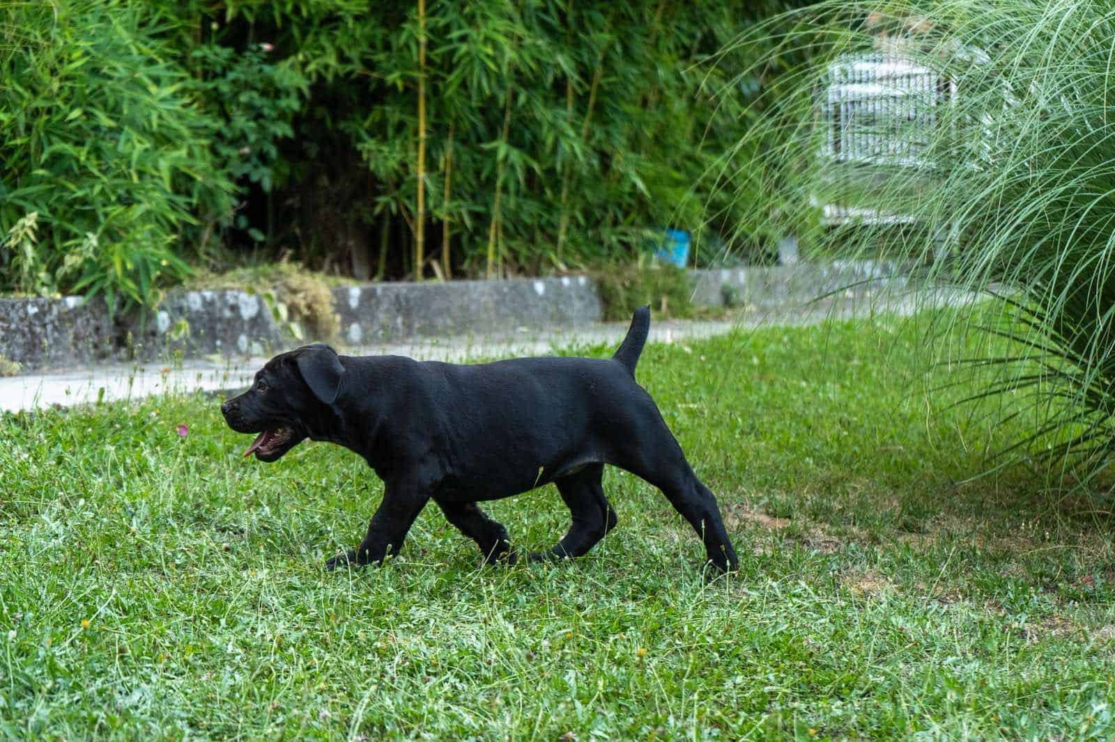 Južnoafrički mastif - Boerboel štenci - MyPets