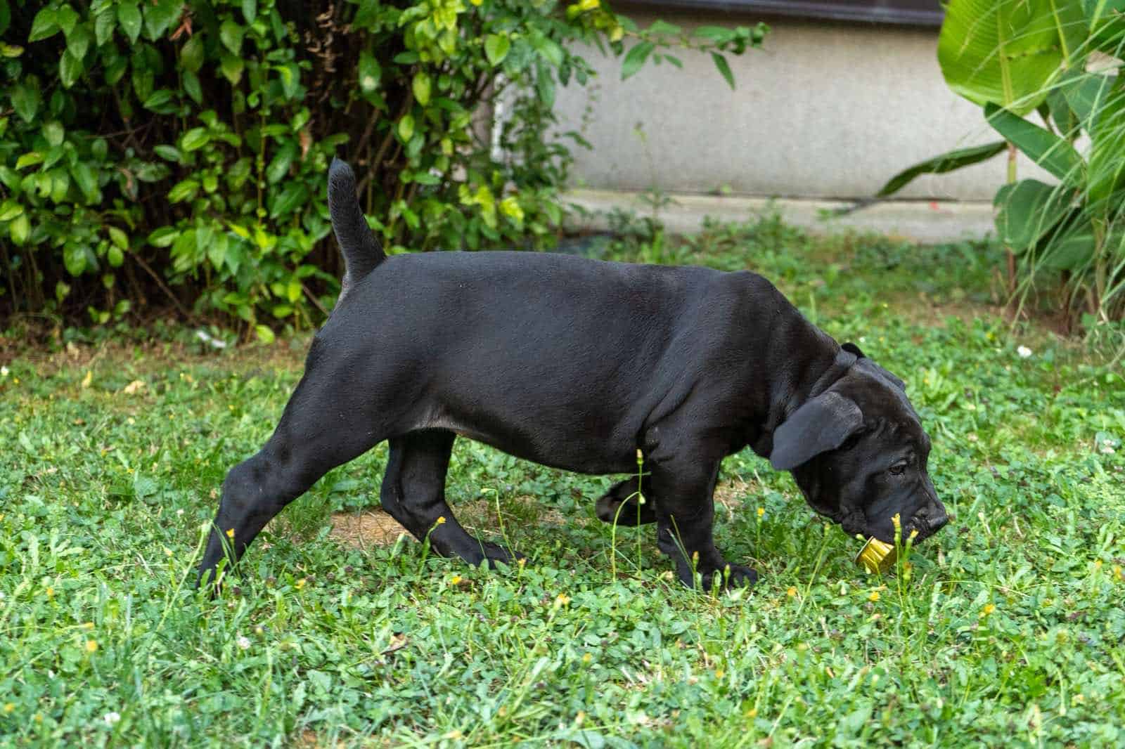 Južnoafrički mastif - Boerboel štenci - MyPets