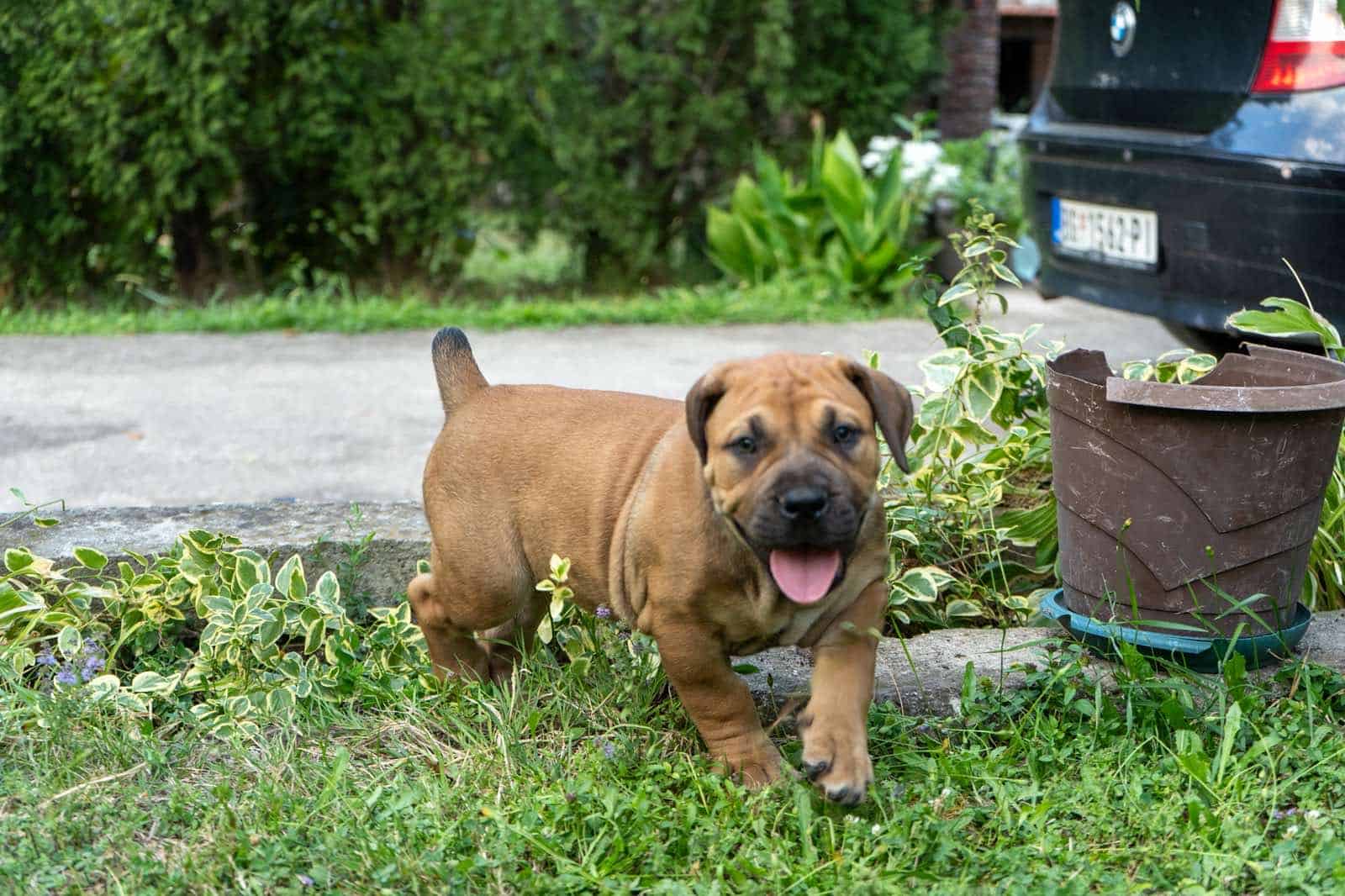 Južnoafrički mastif - Boerboel štenci - MyPets