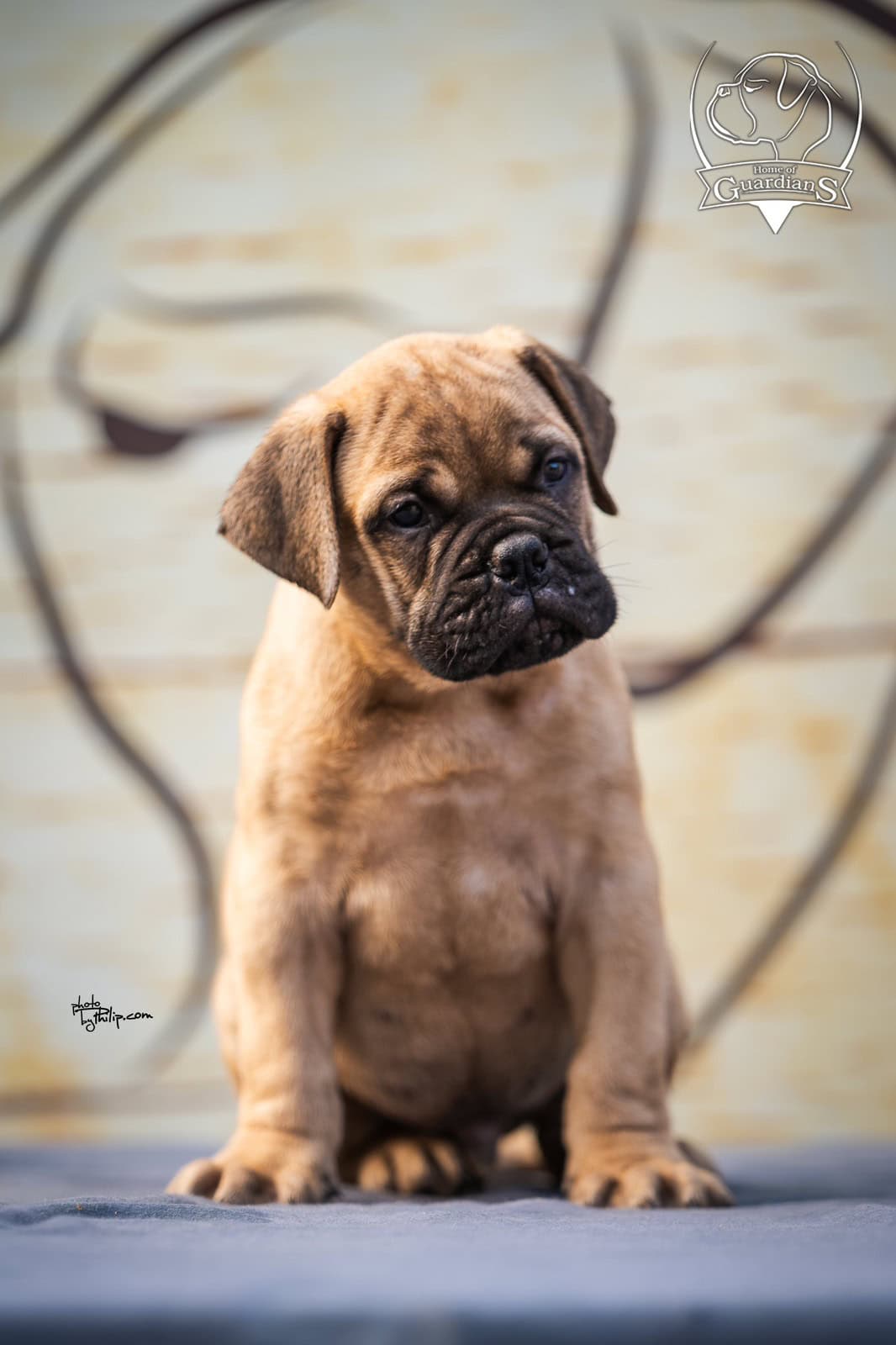 Bulmastif štenci – vrhunsko poreklo, šampionski ro - MyPets