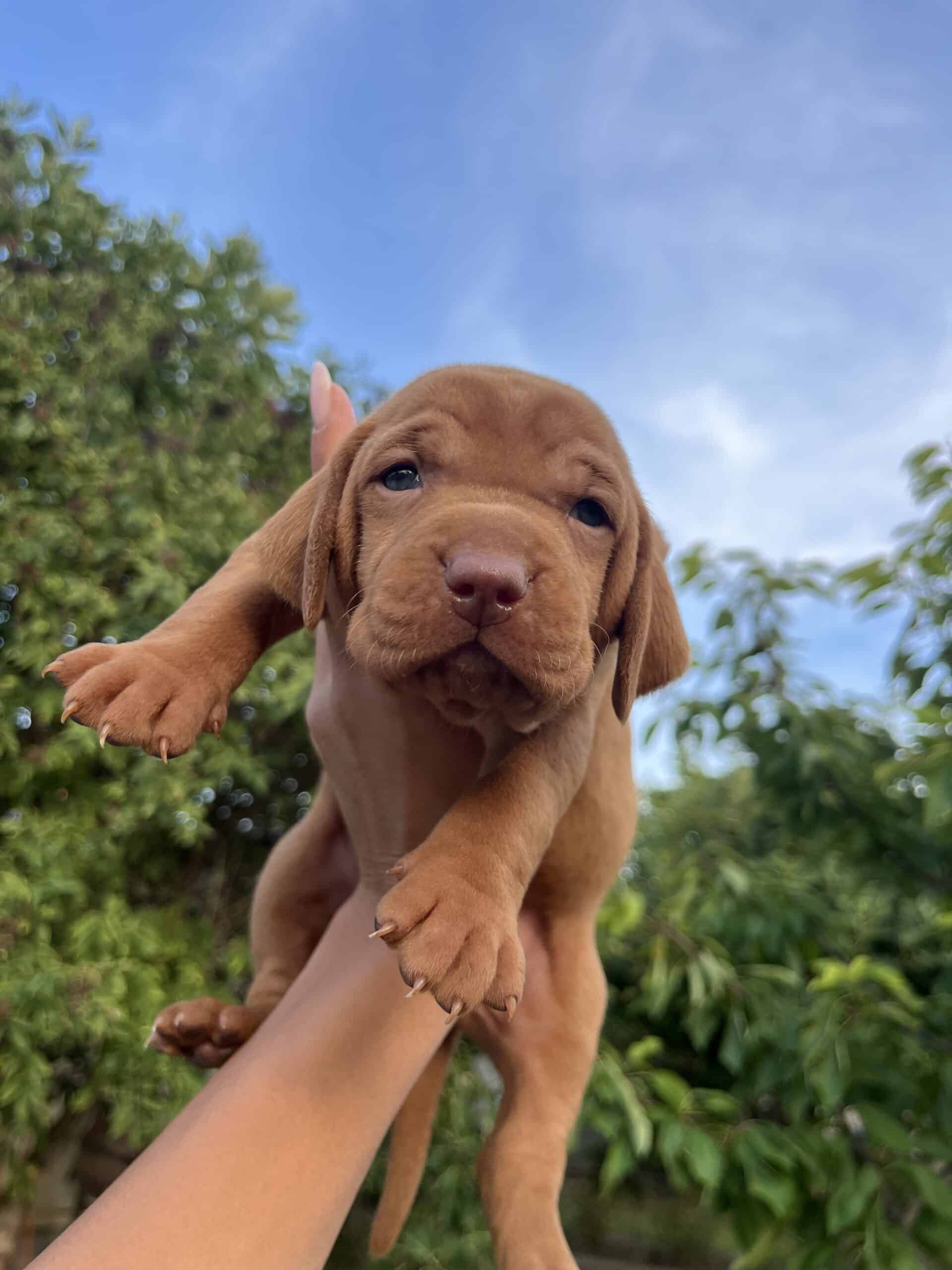 Madjarska vizla - MyPets