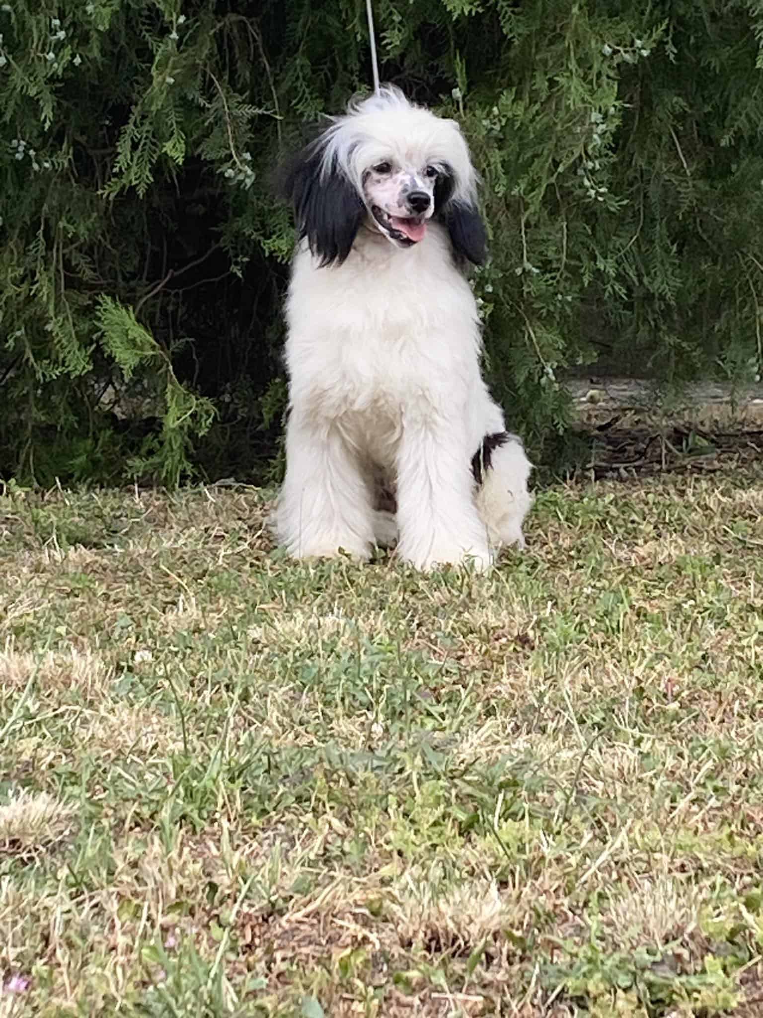 Kineski Ćubasti Pas Štenci - MyPets